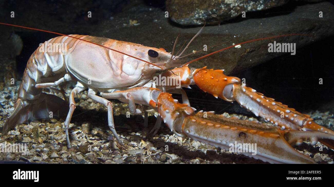 Nephros hi-res stock photography and images - Alamy