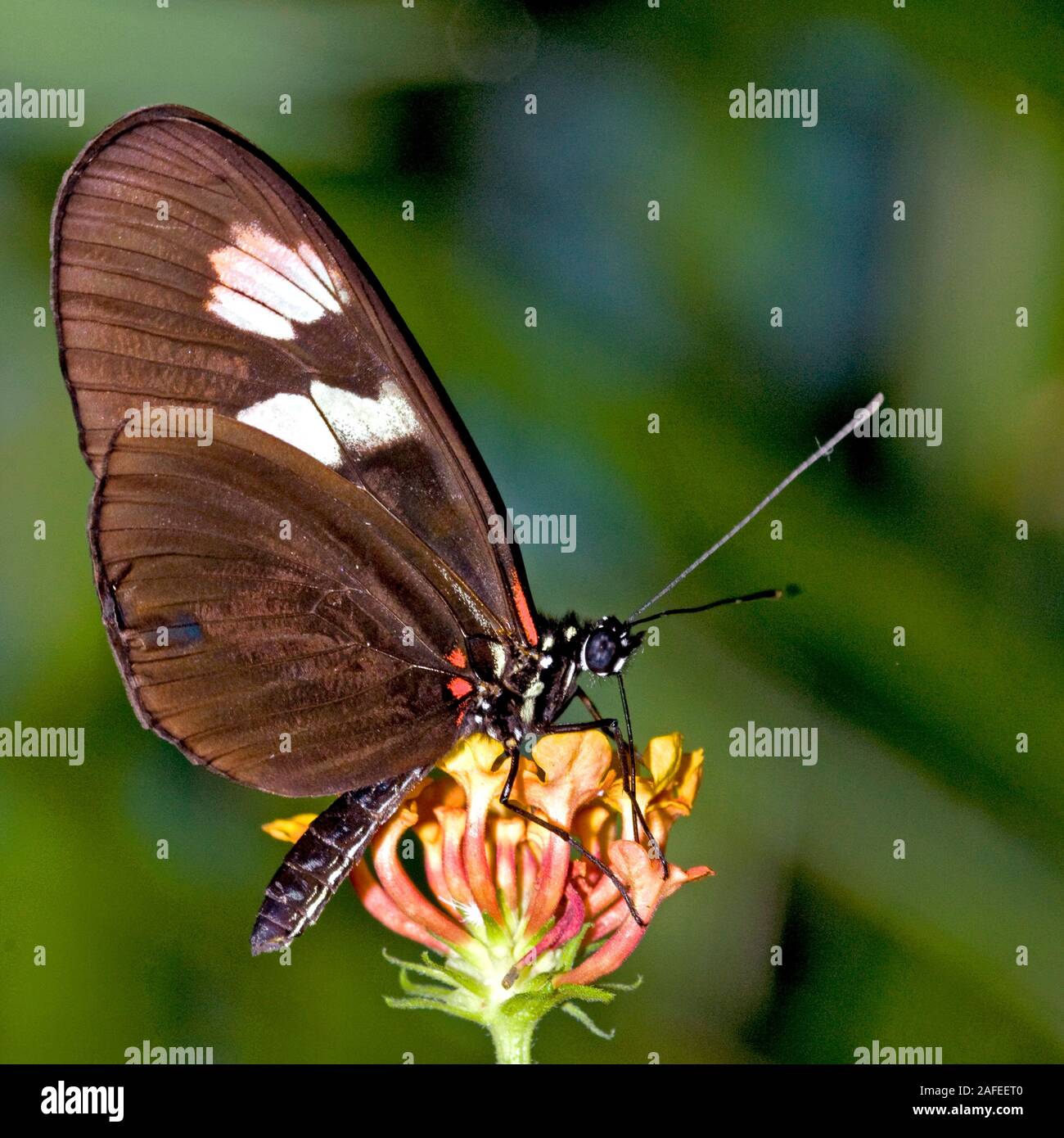 Heliconius sp hi-res stock photography and images - Alamy