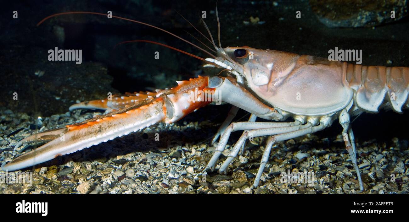 Norway lobster hi-res stock photography and images - Alamy