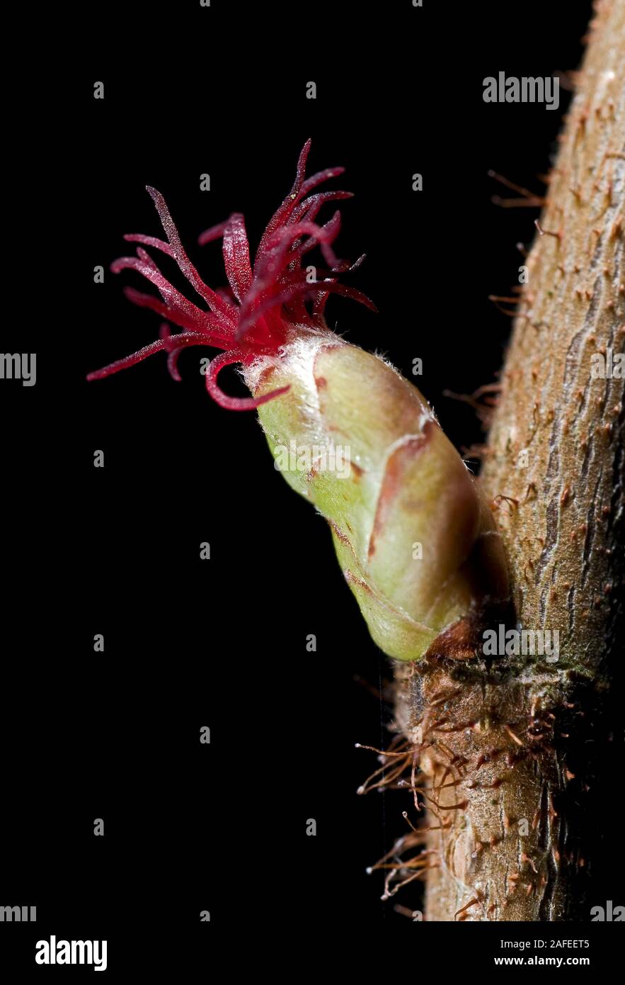 Hazel female flower, Corylus avellana Stock Photo - Alamy