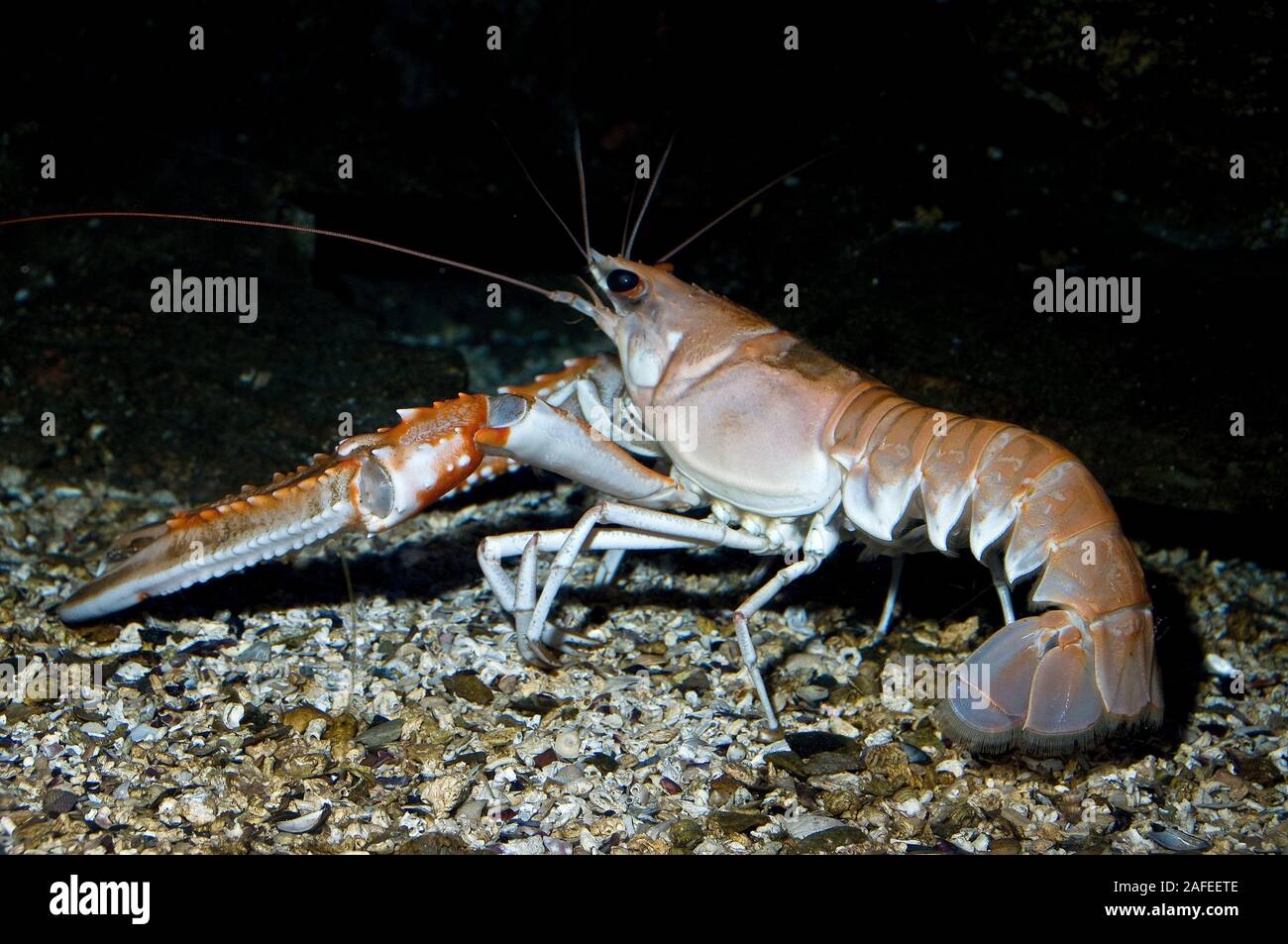 Nephros hi-res stock photography and images - Alamy