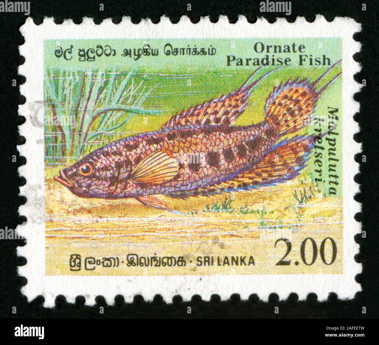 Paradise fish hi-res stock photography and images - Alamy