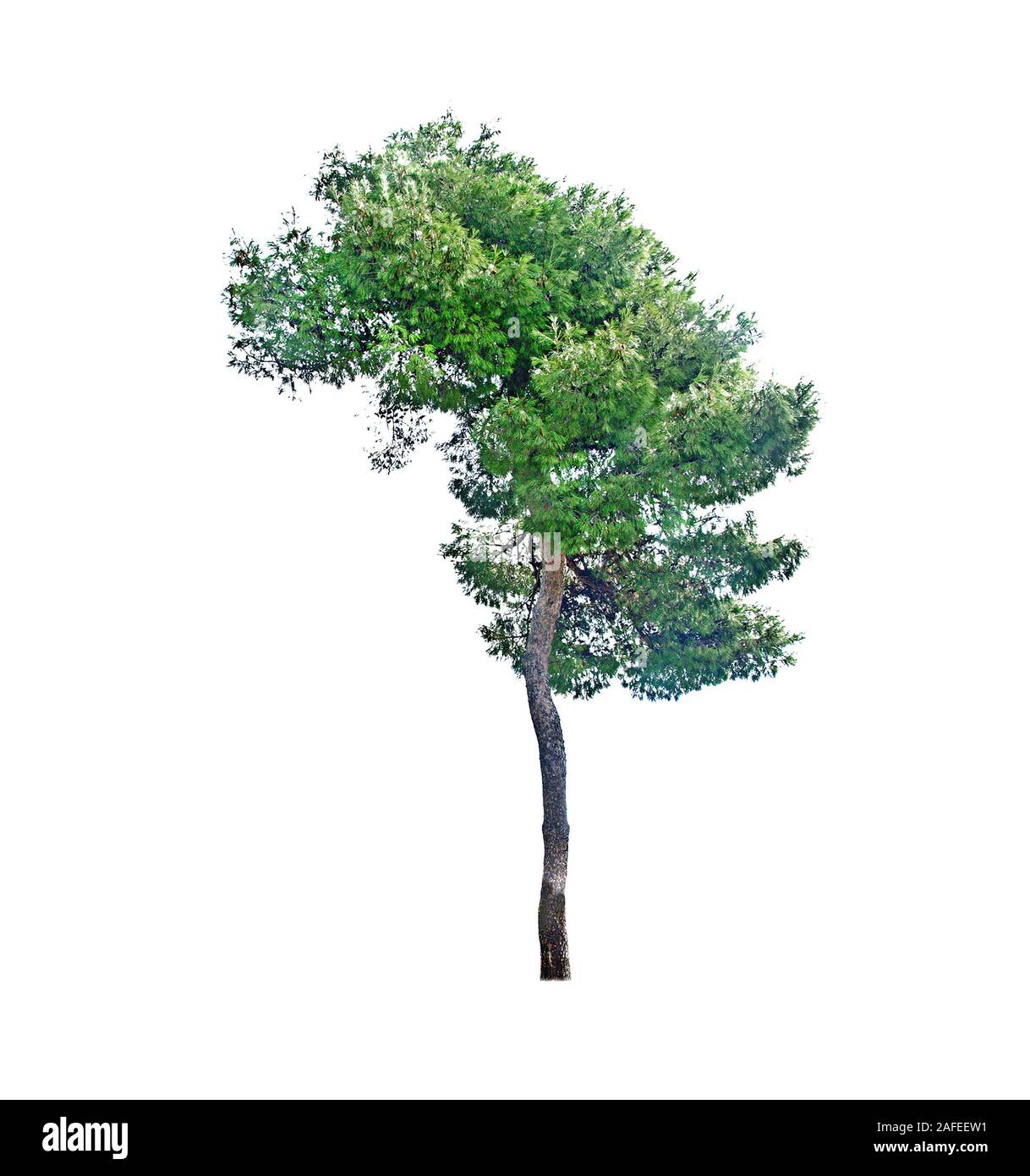 Pine tree on white background Stock Photo - Alamy