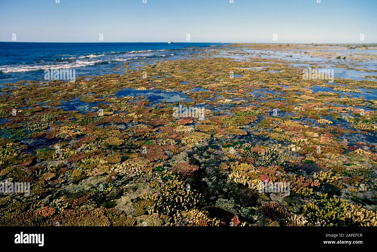 Reef flat of Heron Island, a coral cay in the southern Great Barrier ...
