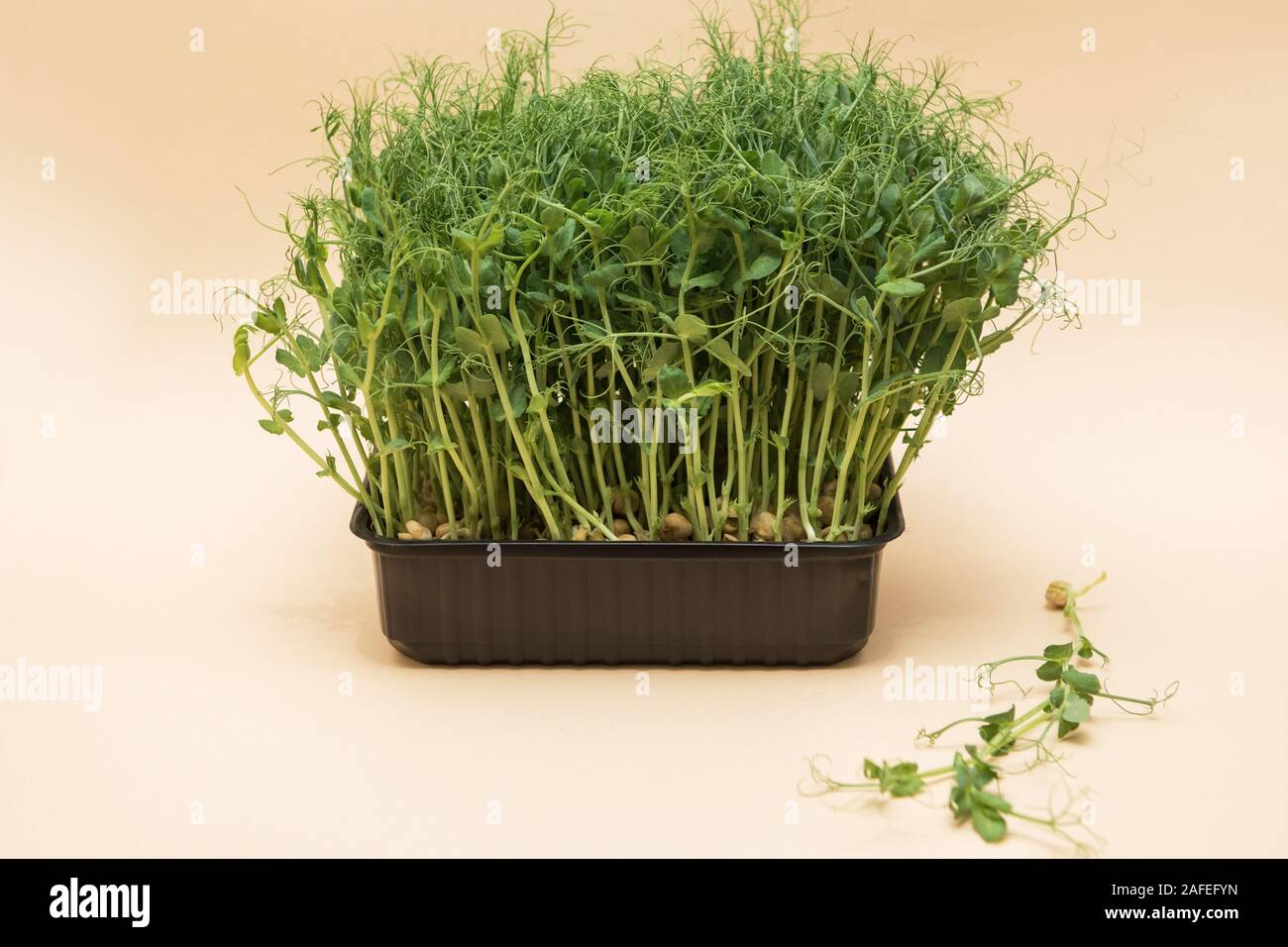 Micro greens sprouts of peas Stock Photo - Alamy
