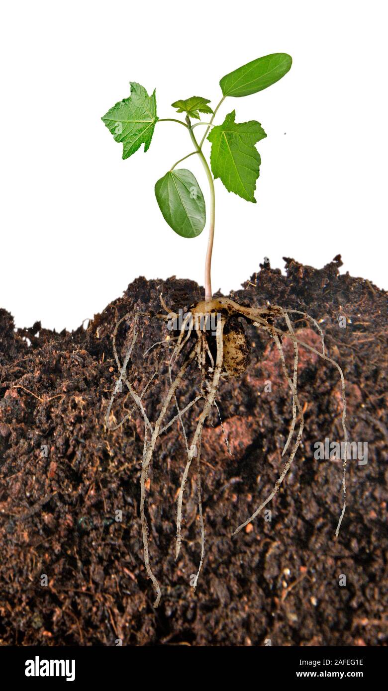 Sapling on white background Stock Photo - Alamy