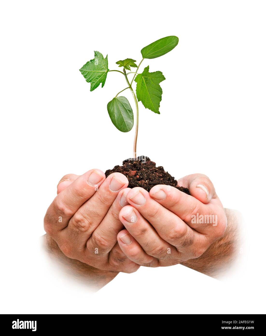tree in hand Stock Photo - Alamy