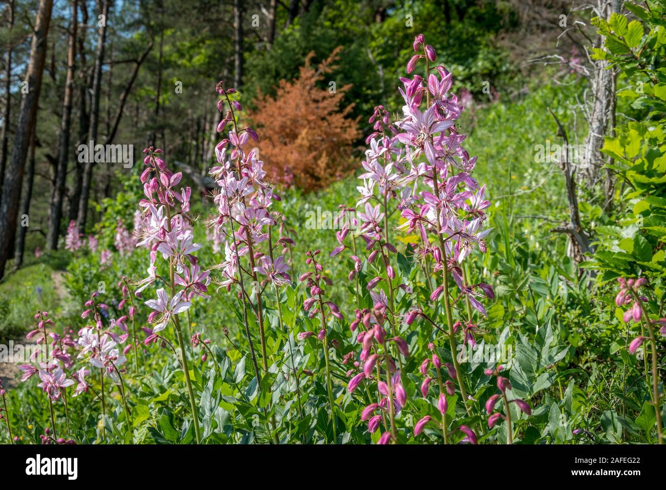 Forest orchids hi-res stock photography and images - Alamy