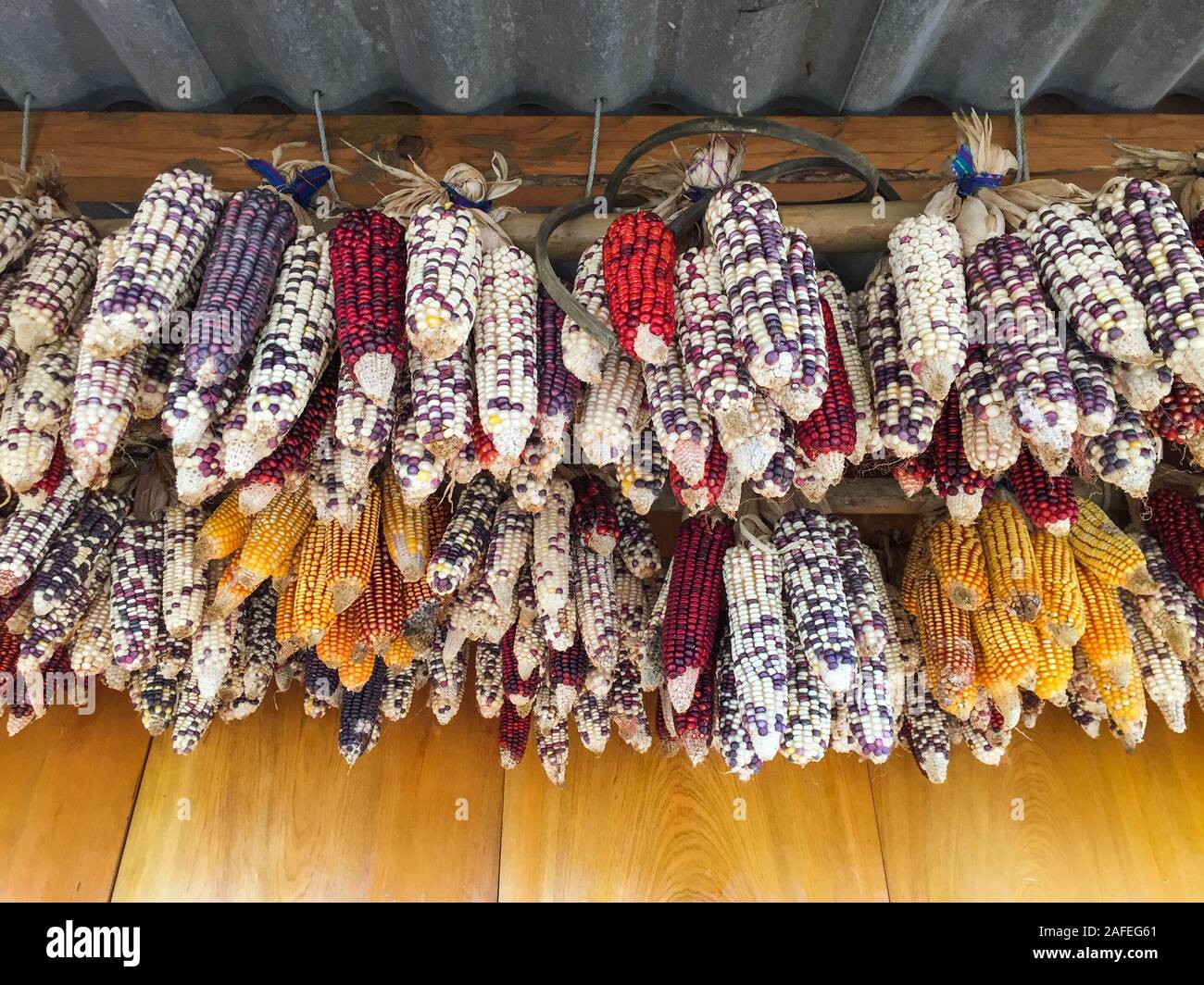 Hanging colorful corns at warehouse in Ha Giang, Northern Vietnam Stock ...
