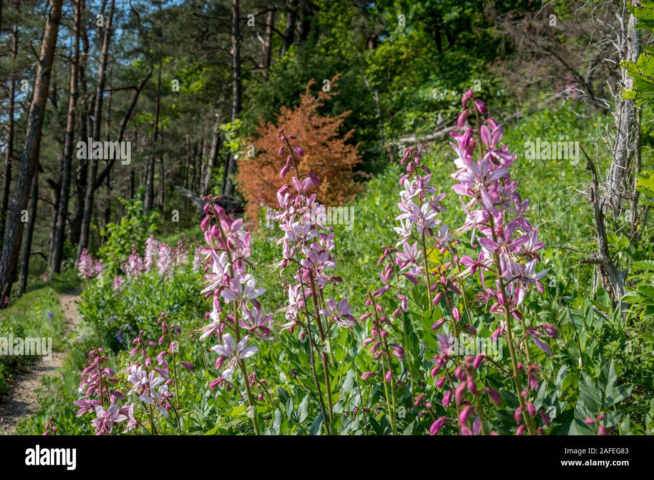 wild orchids in the German forest Stock Photo - Alamy