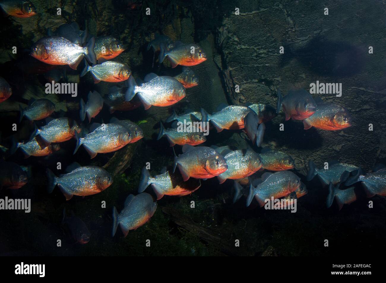 Piranas hi-res stock photography and images - Alamy
