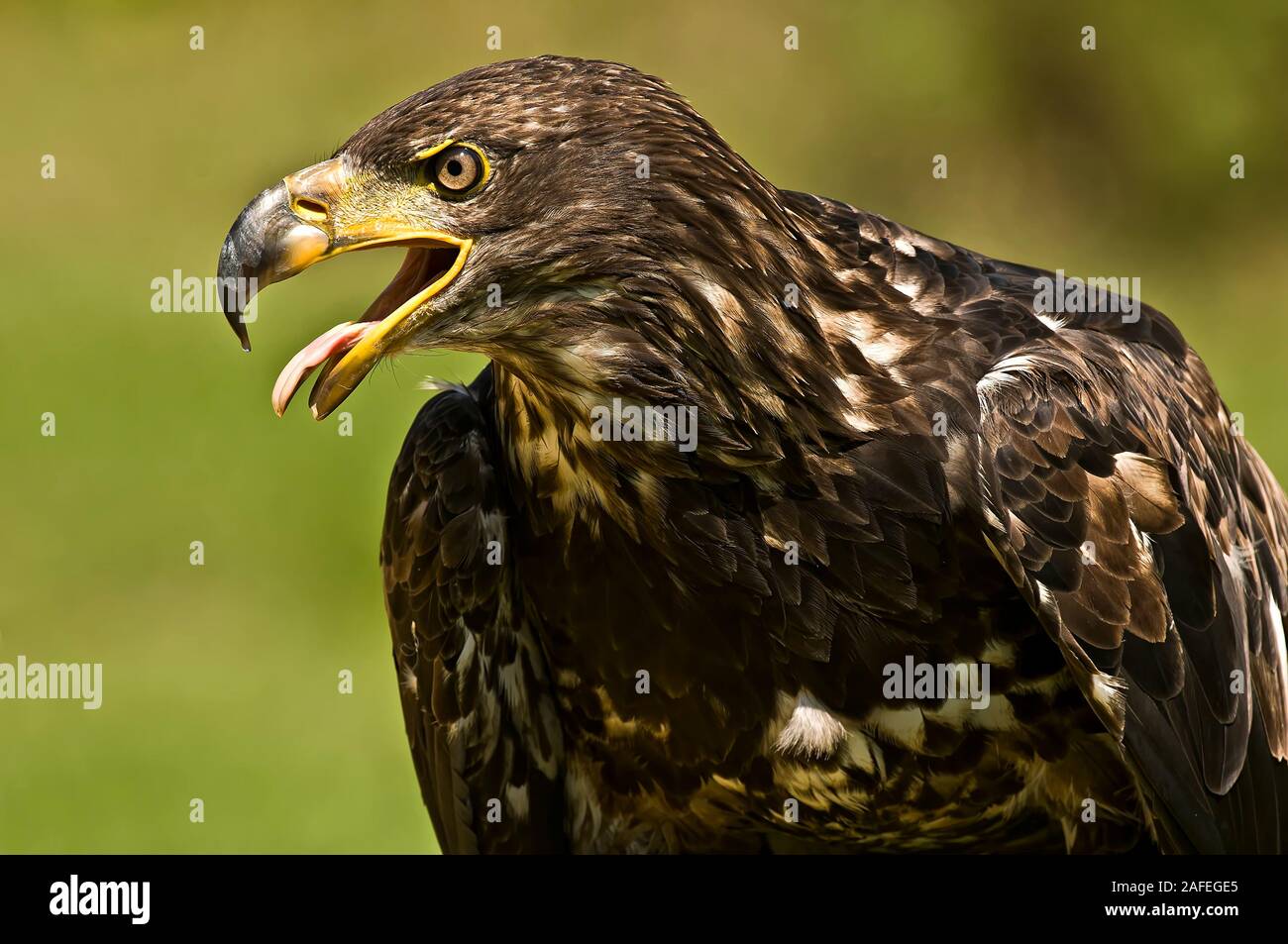 Eagle pictures hi-res stock photography and images - Alamy