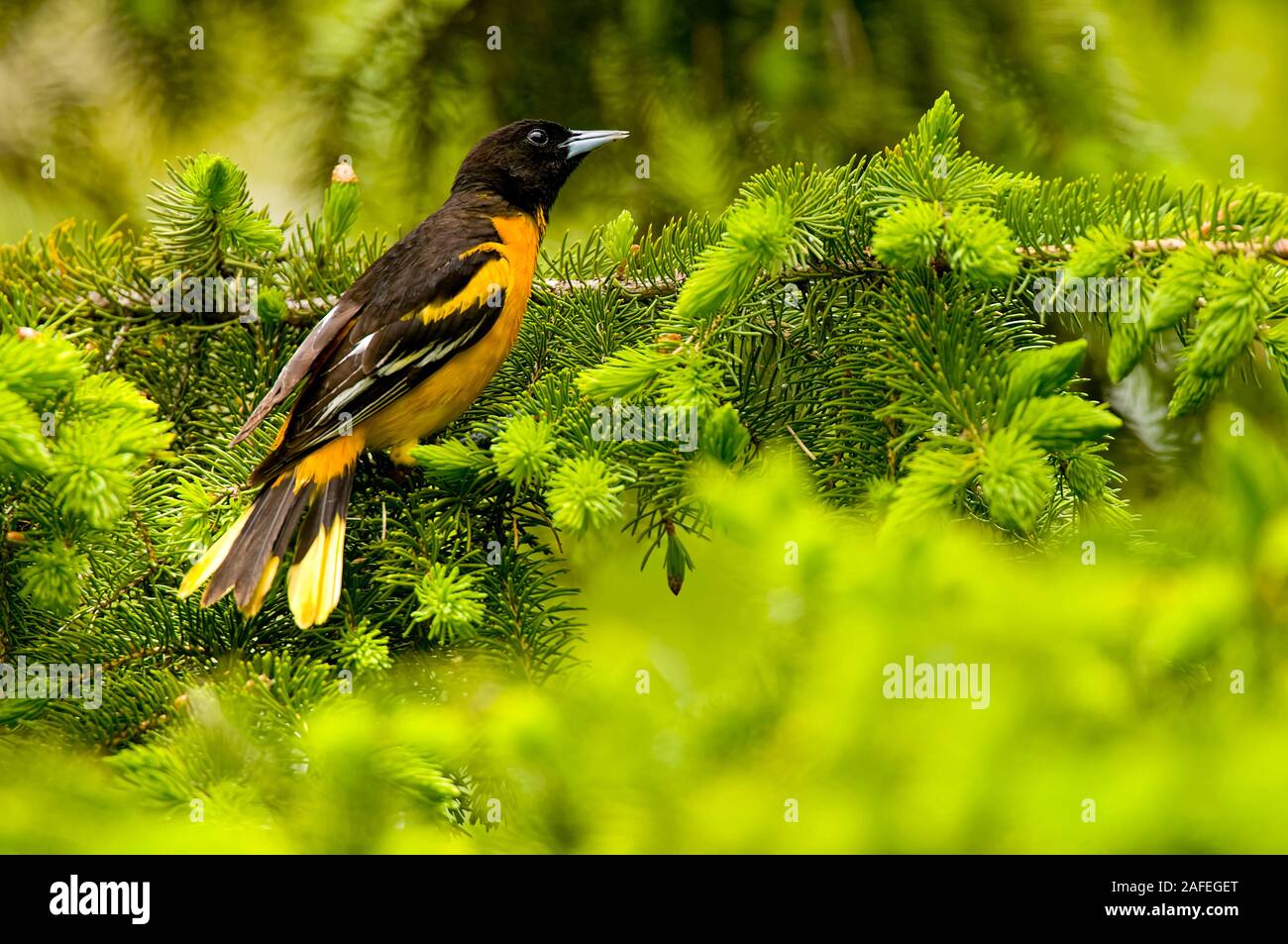 Northern baltimore oriole hi-res stock photography and images - Alamy