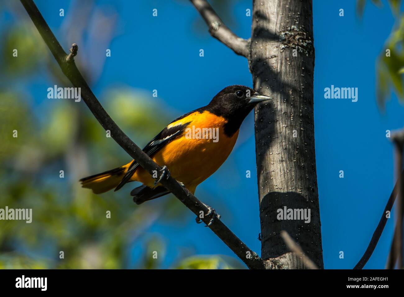 Northern baltimore oriole hi-res stock photography and images - Alamy
