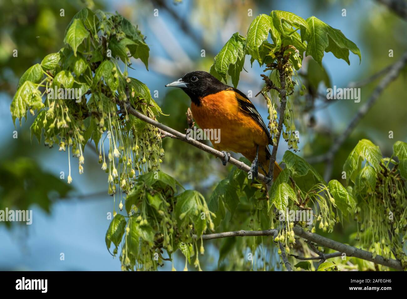Northern baltimore oriole hi-res stock photography and images - Alamy