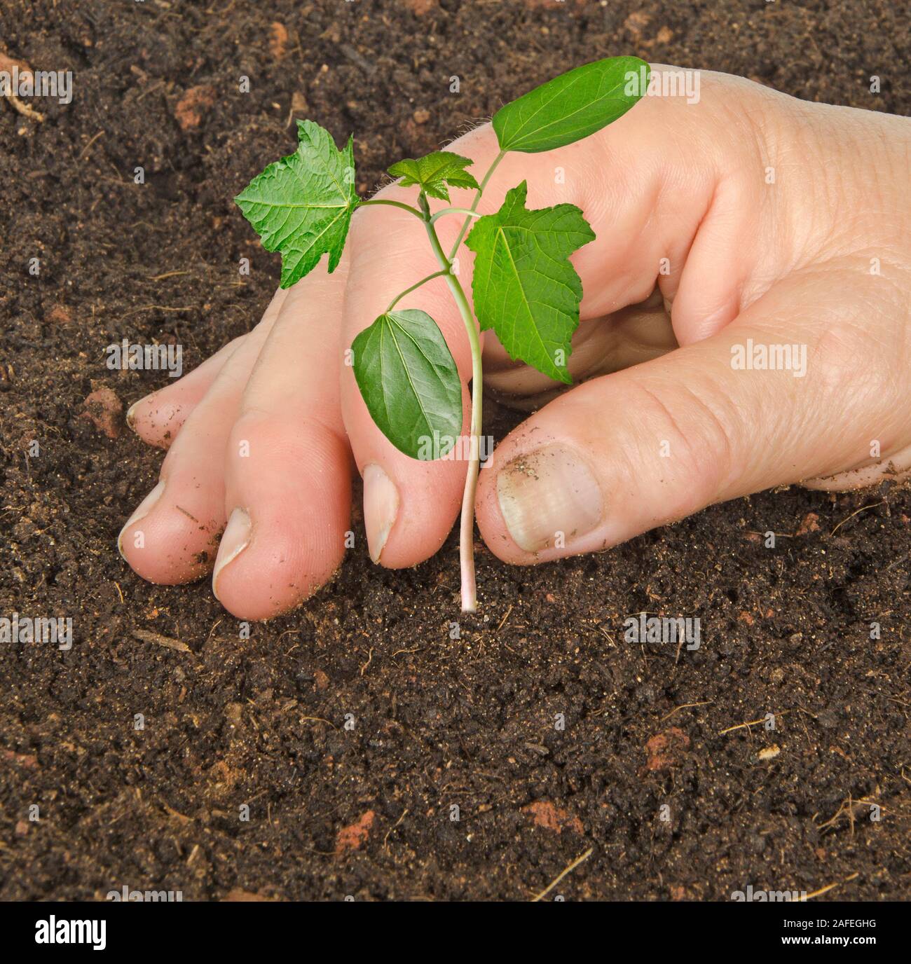 Planting a sapling Stock Photo - Alamy