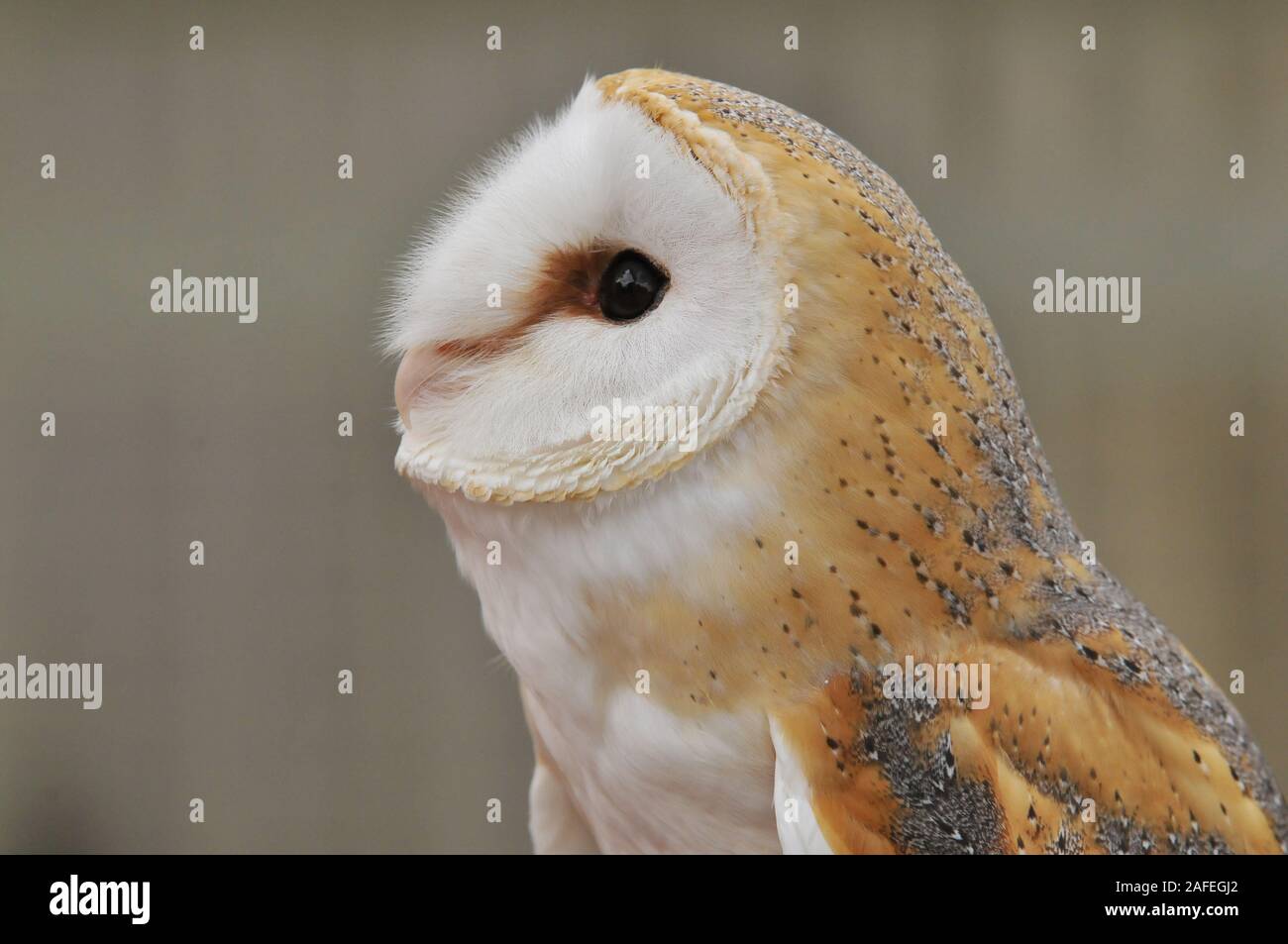 Barn owl bird images hi-res stock photography and images - Alamy