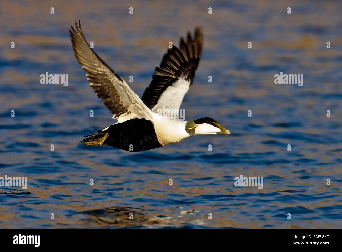 Eiderente - Flying male Eider Stock Photo - Alamy