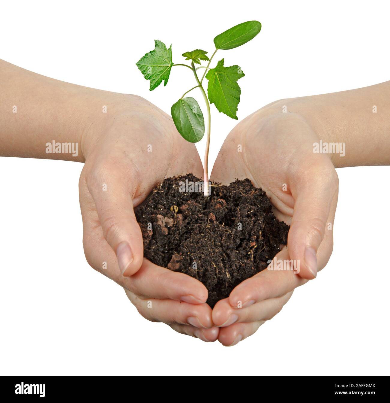 sapling in hands Stock Photo - Alamy