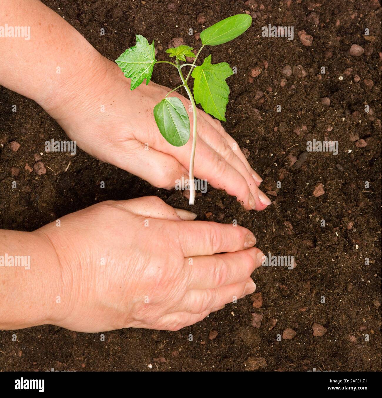 Planting a sapling Stock Photo - Alamy