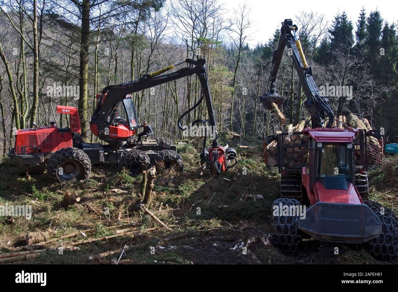 Modern felling of pine timber (logging) in Norwegian forests Stock ...