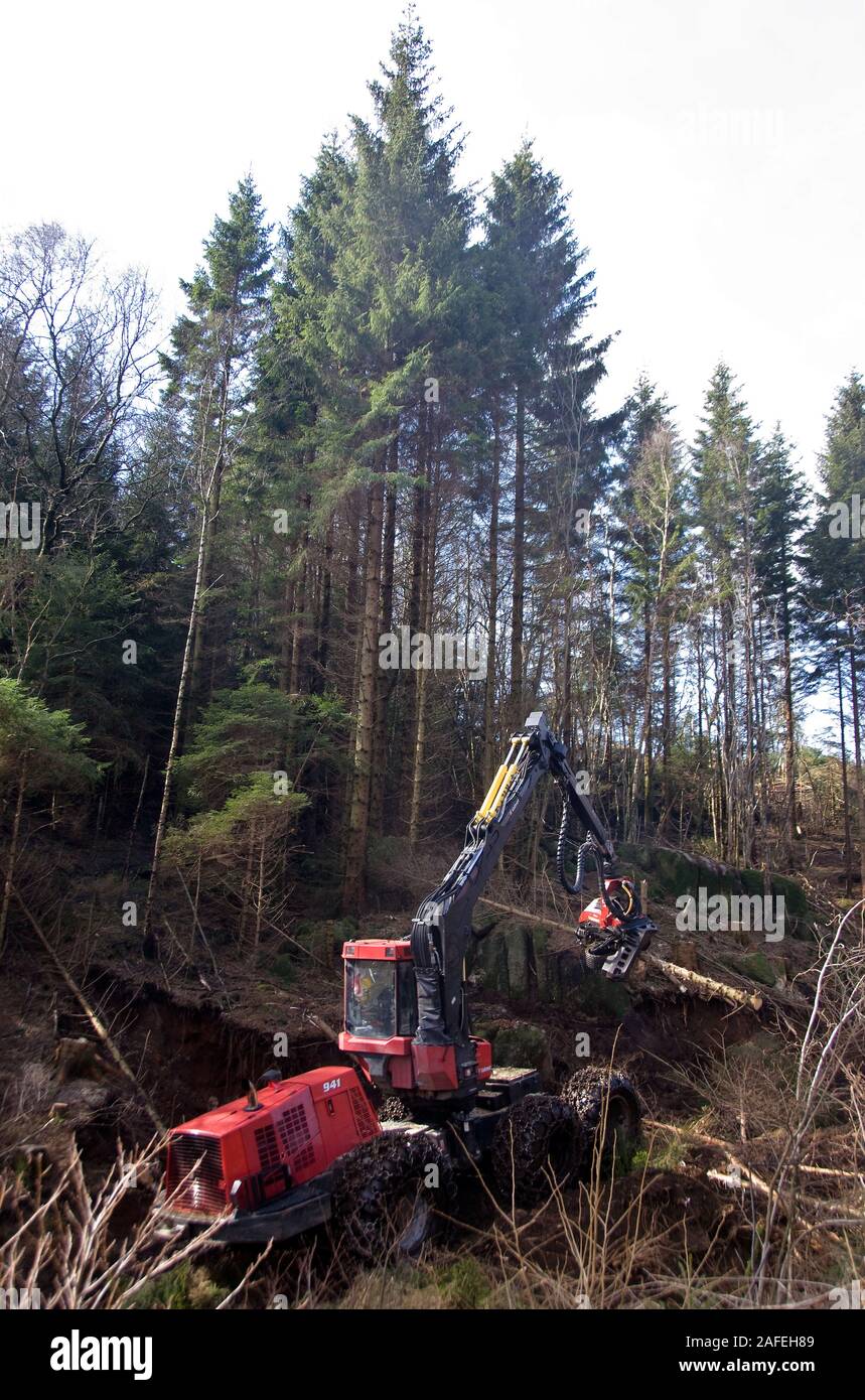 Modern felling of pine timber (logging) in Norwegian forests Stock ...