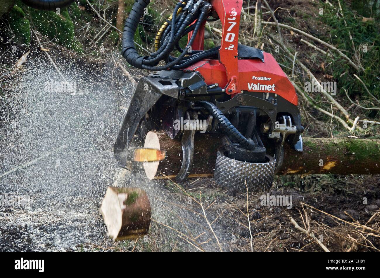Modern felling of pine timber (logging) in Norwegian forests Stock ...