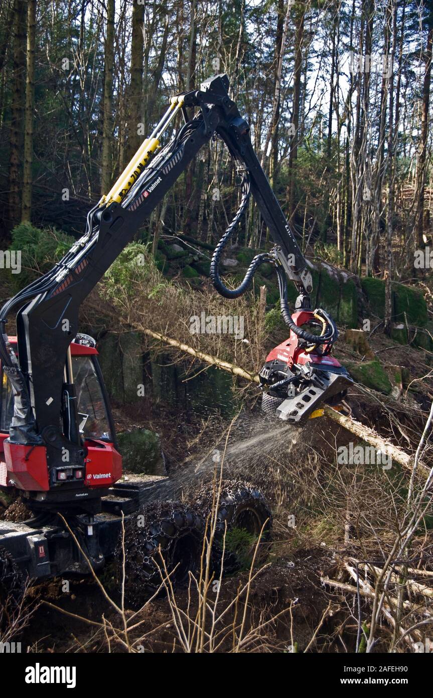 Modern felling of pine timber (logging) in Norwegian forests Stock ...