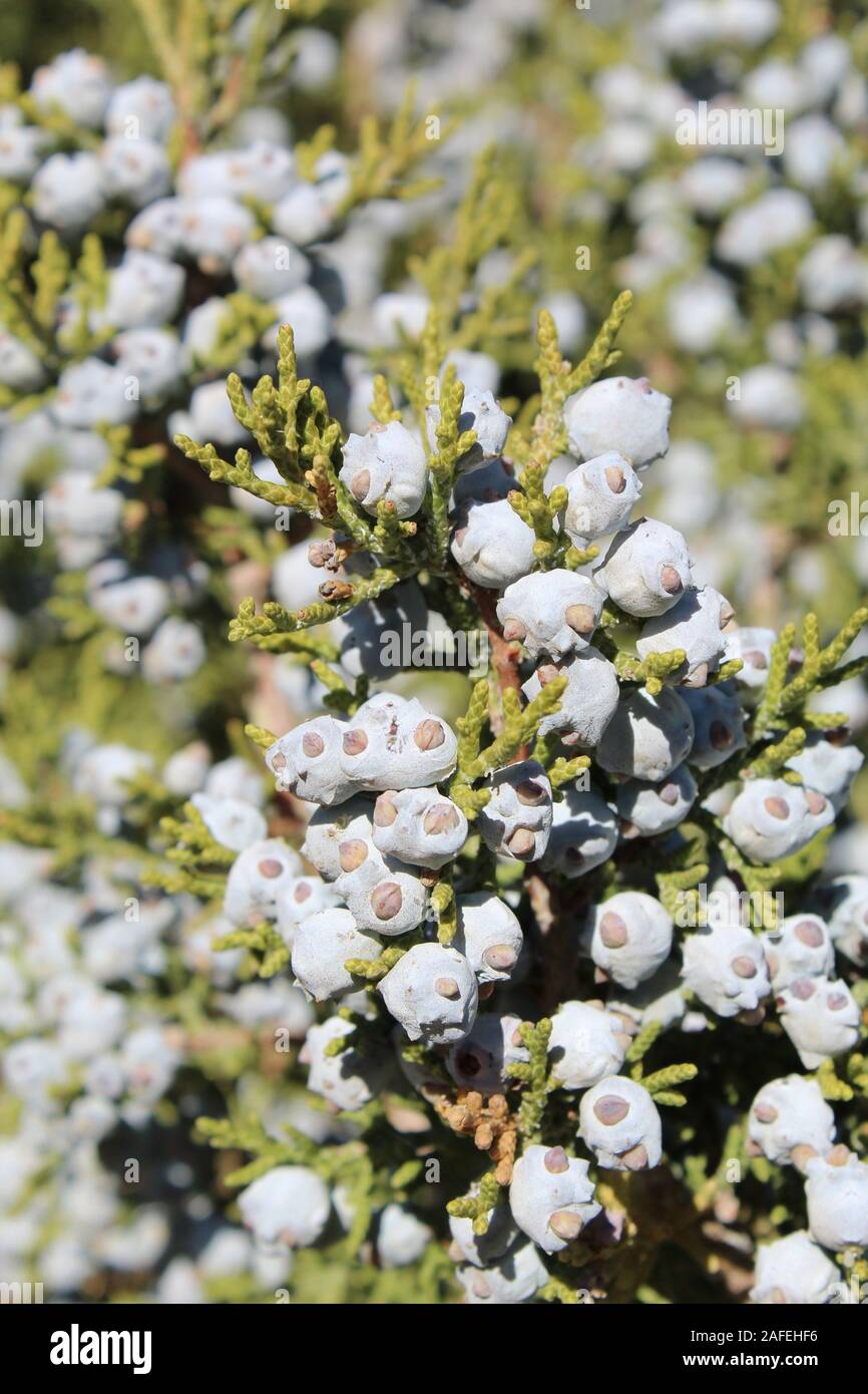 Juniper cones hi-res stock photography and images - Alamy