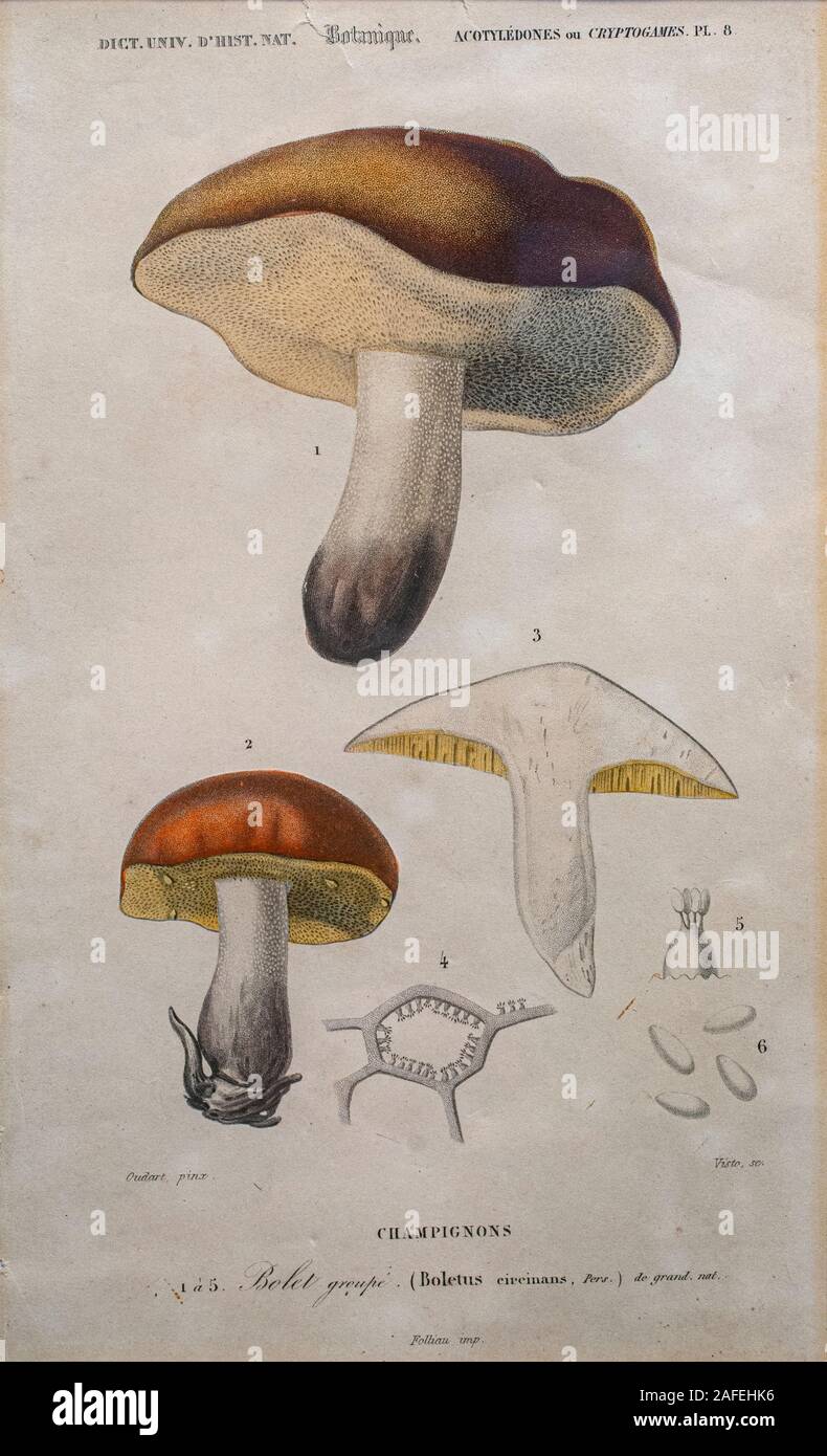 Hand coloured botanical lithograph of Boltus mushroom. Boletus is a ...
