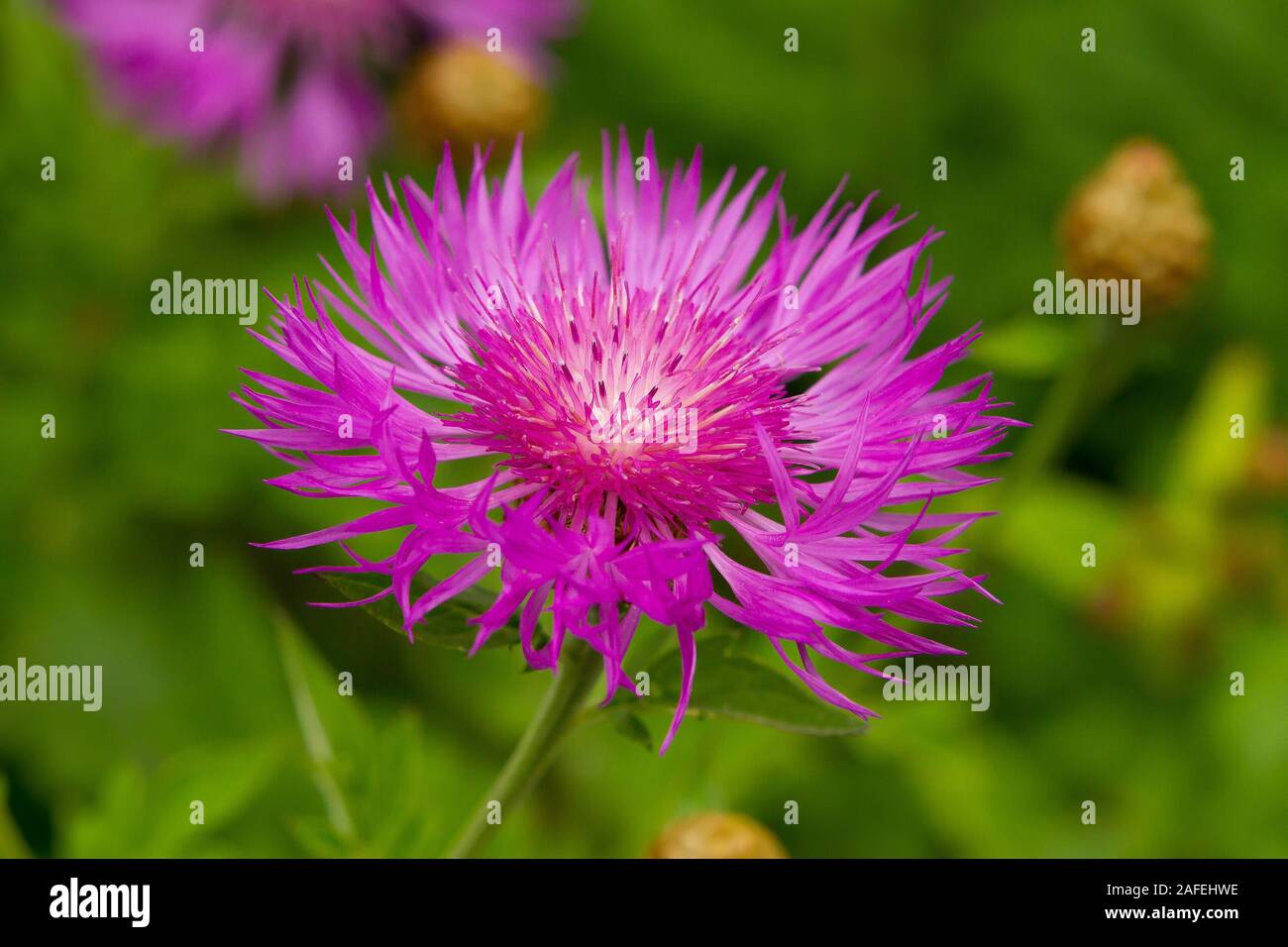 Knapweed Insects High Resolution Stock Photography and Images - Alamy