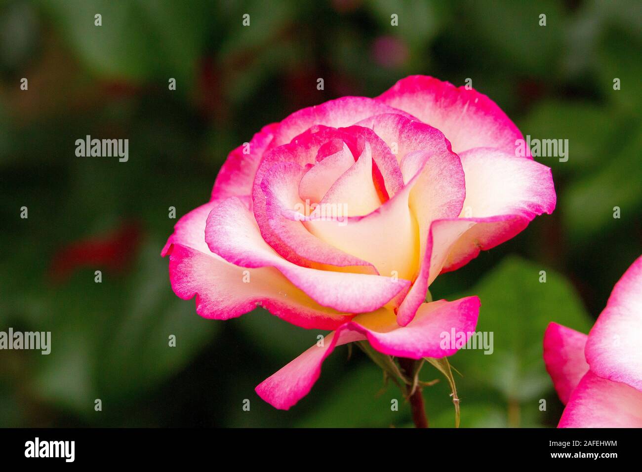 Solo White Rose High Resolution Stock Photography and Images - Alamy