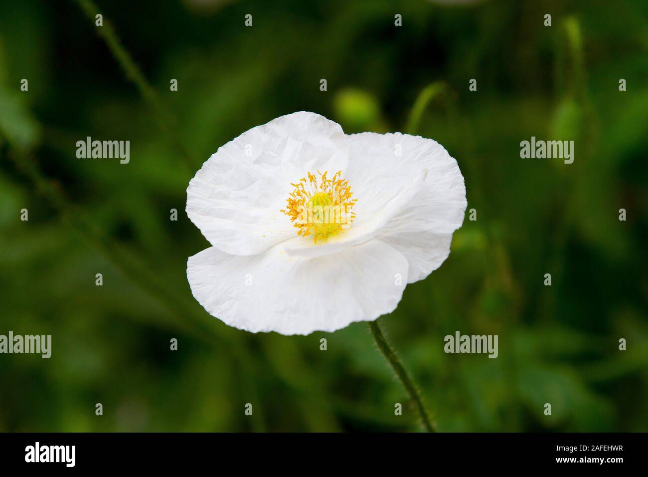 White poppy hi-res stock photography and images - Alamy
