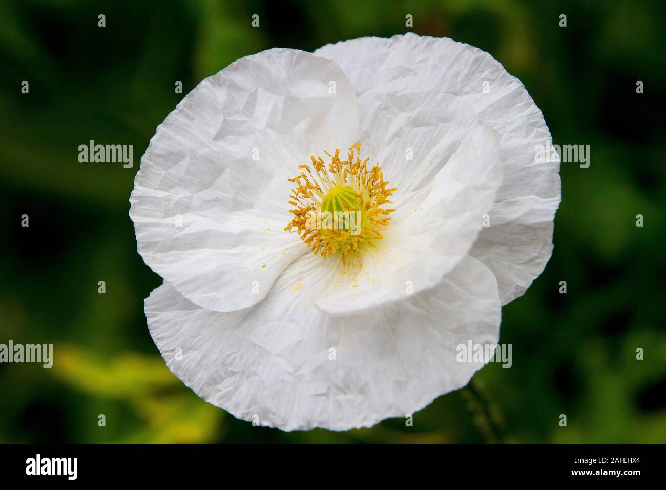 White poppy hi-res stock photography and images - Alamy