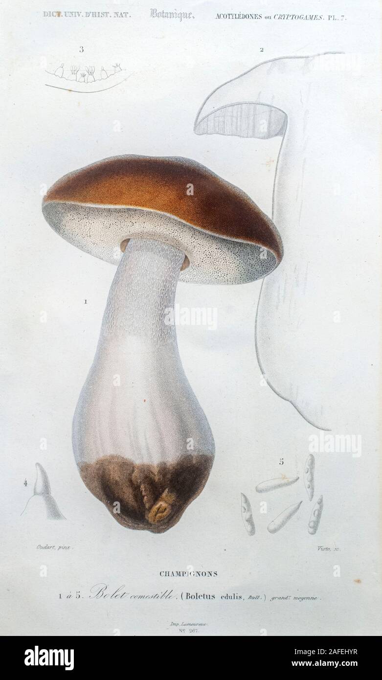 Hand coloured botanical lithograph of Boltus mushroom. Boletus is a ...