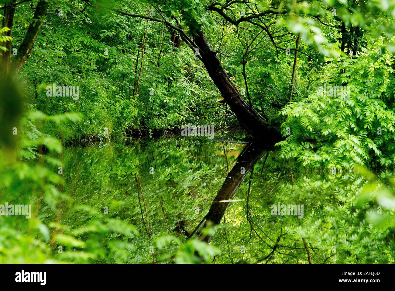 tree reflected in water Stock Photo - Alamy