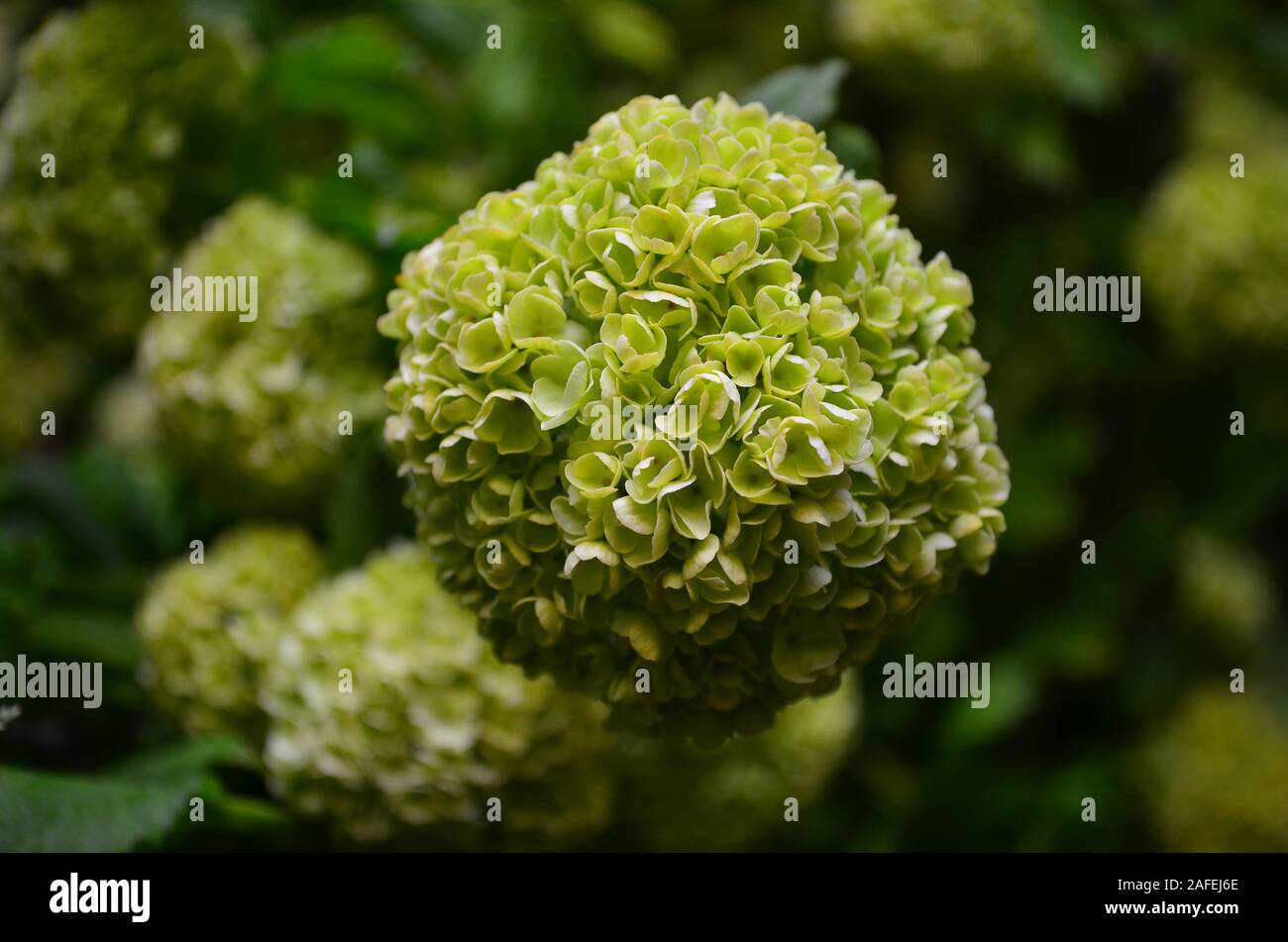 Commercial lilac farm hi-res stock photography and images - Alamy