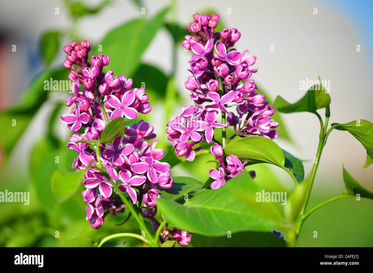 Commercial lilac farm hi-res stock photography and images - Alamy