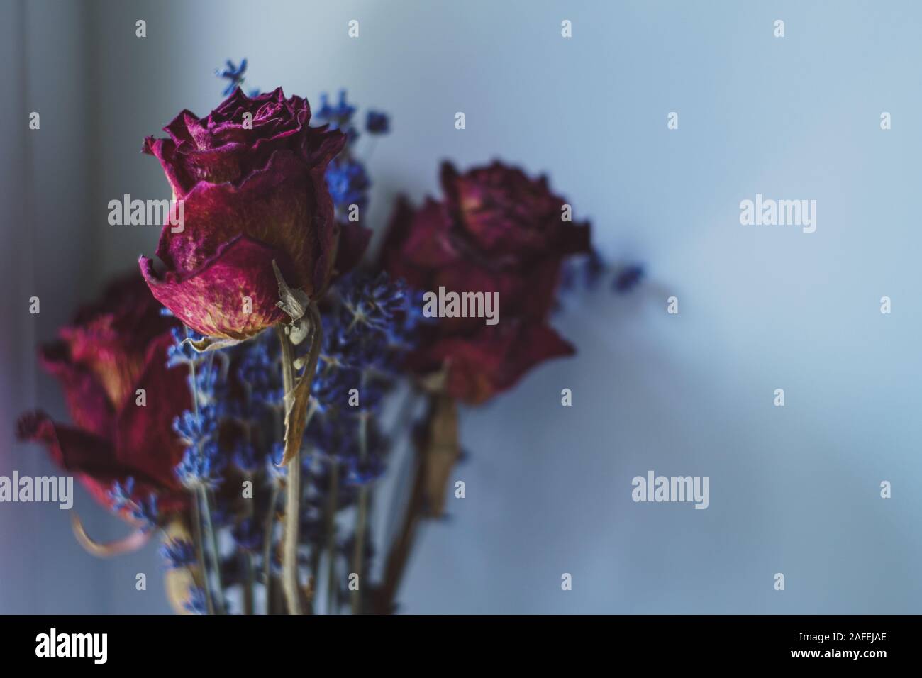 Purple red roses hi-res stock photography and images - Alamy