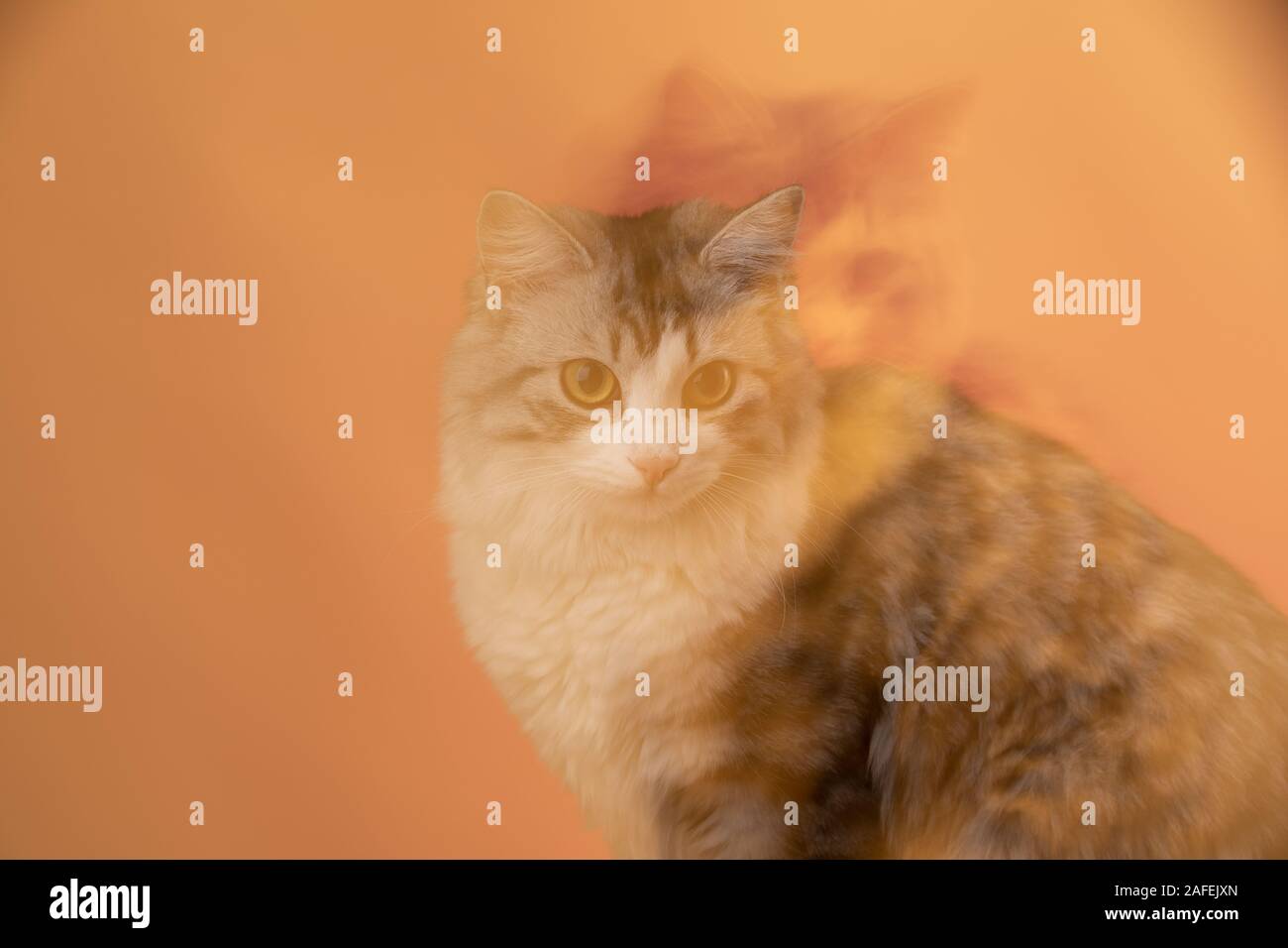double exposure of the cat. Portrait of the cat. the cat has nine lives ...