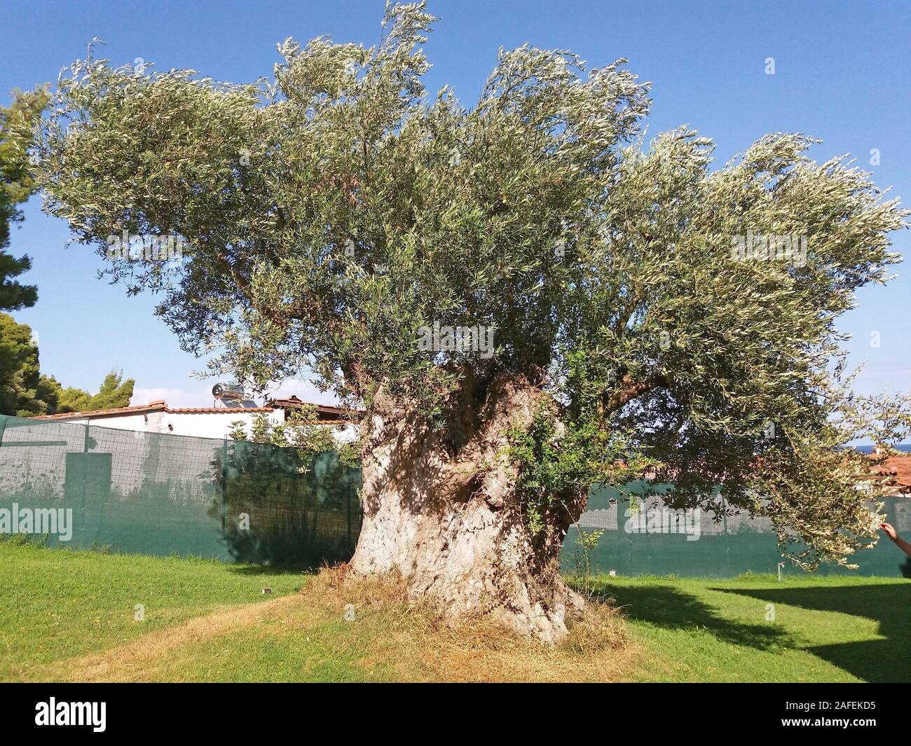 Very beautiful grows an old olive tree in Greece Stock Photo - Alamy