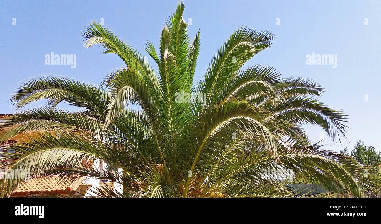 Palm tree growing in water hi-res stock photography and images - Alamy