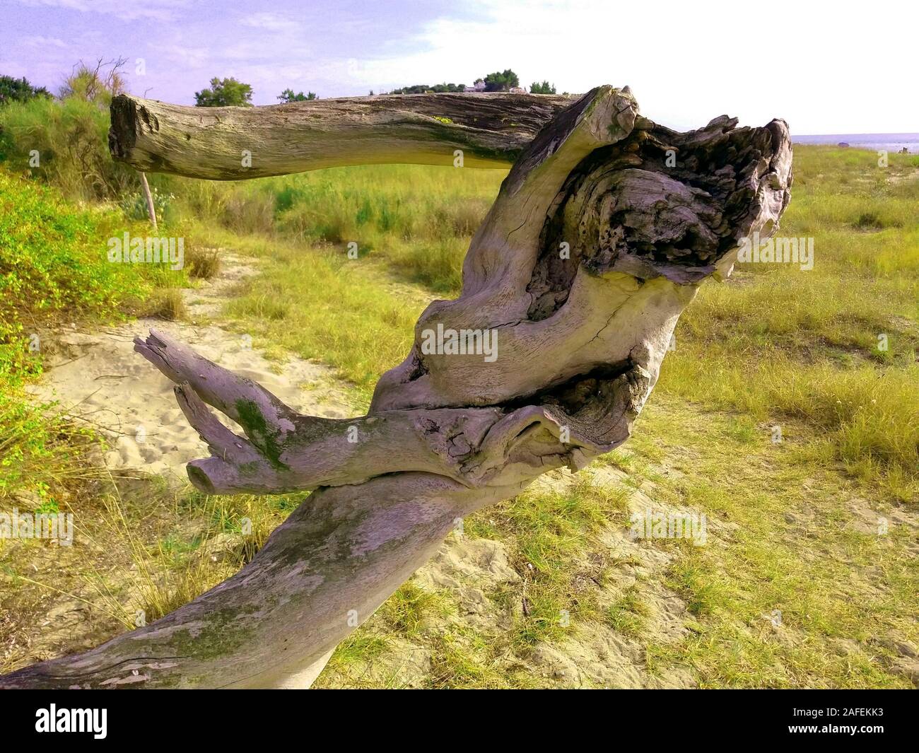 Tree like a monument hi-res stock photography and images - Alamy