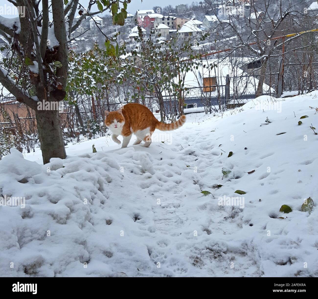 Orange and white cat running hi-res stock photography and images - Alamy
