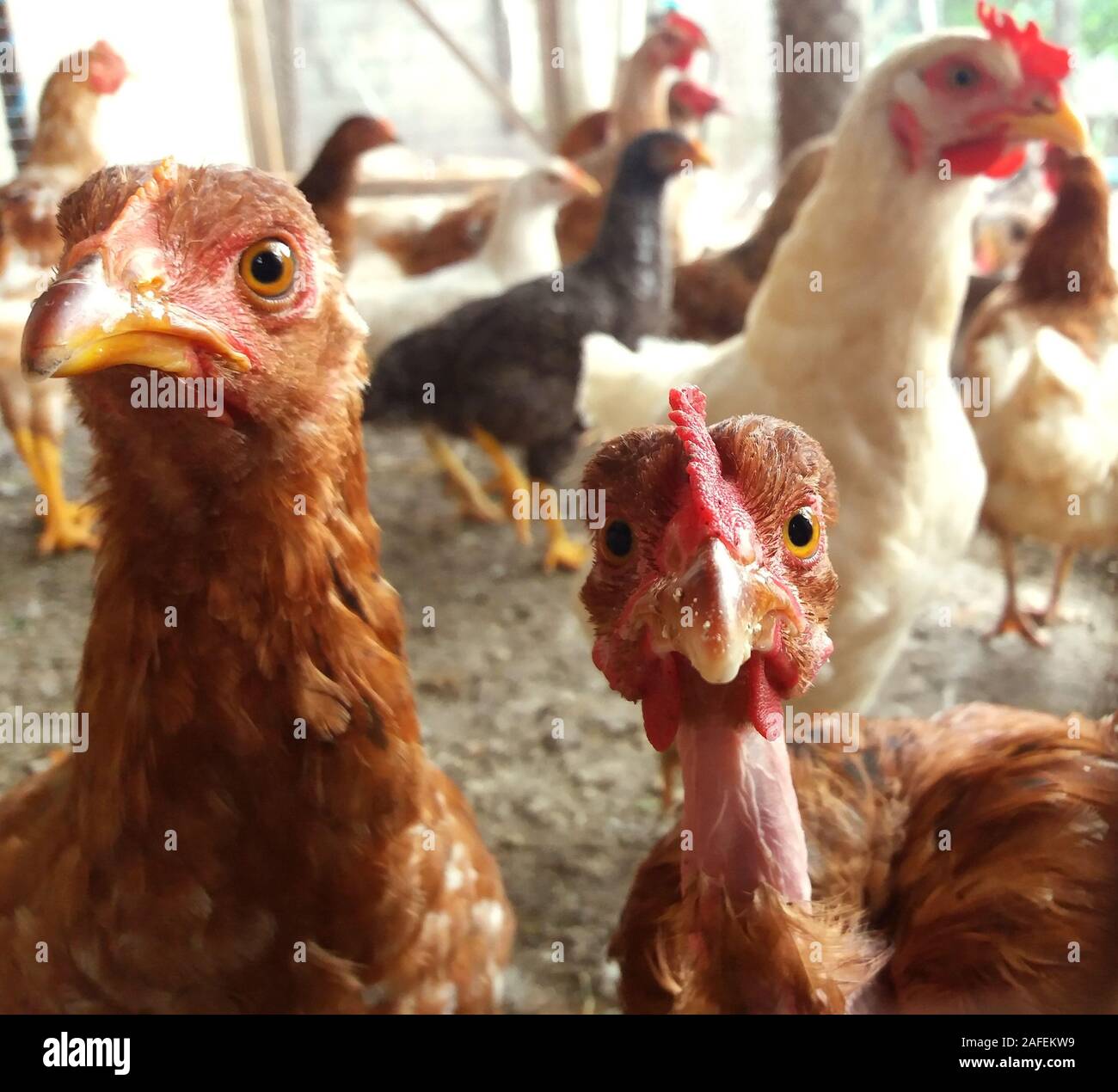 Chickens waiting to give them food. Chicken with empty neck Stock Photo ...