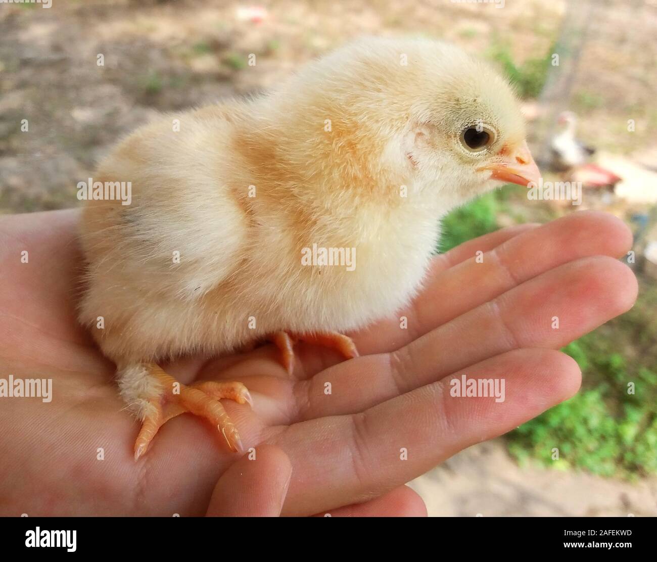 Broiler house hi-res stock photography and images - Alamy