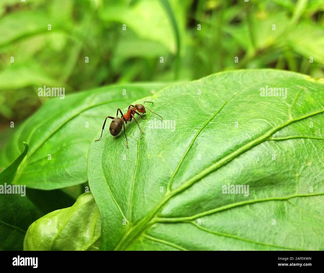 Ant carrying big leaf hi-res stock photography and images - Alamy