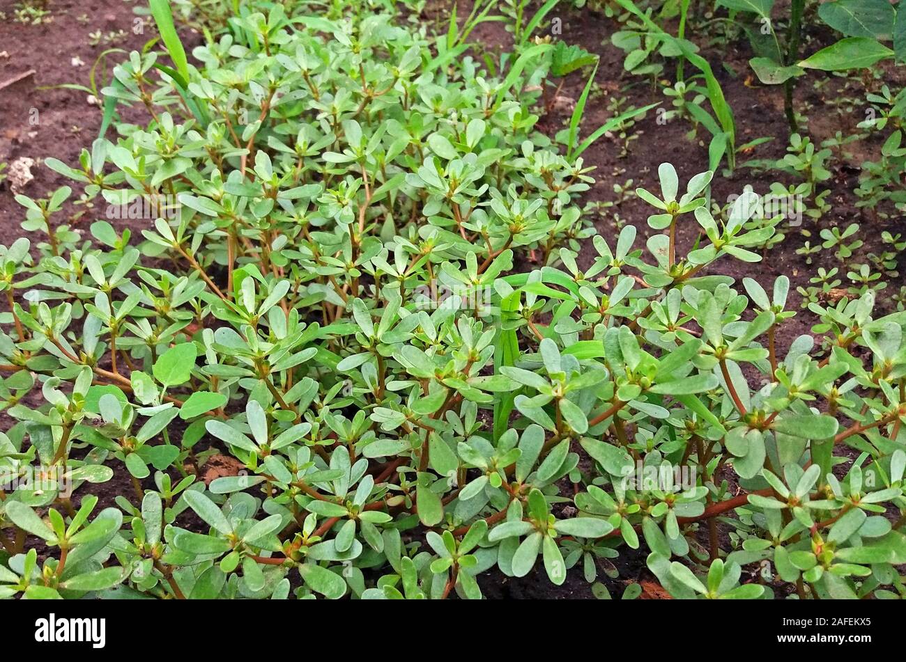 Portulaca oleracea plant with many benefits growing Stock Photo - Alamy