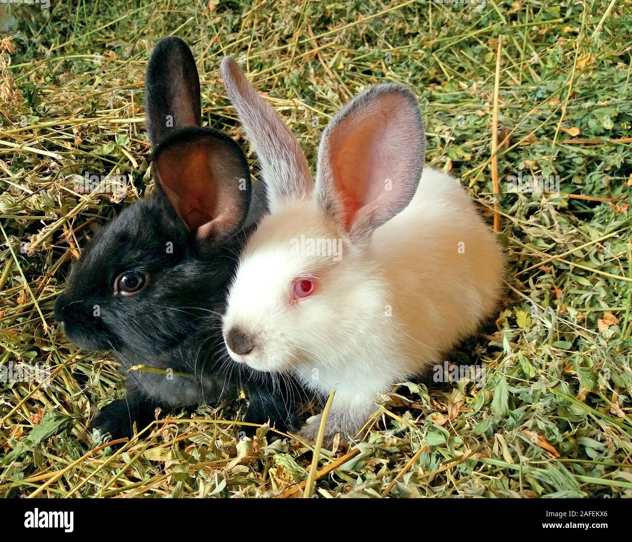 Black bunnies hi-res stock photography and images - Alamy