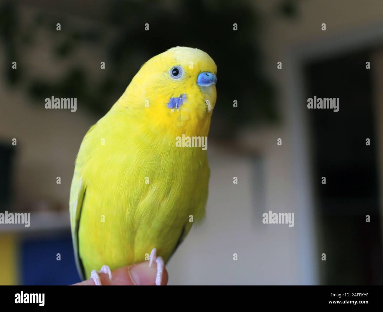 Parrot health hi-res stock photography and images - Alamy